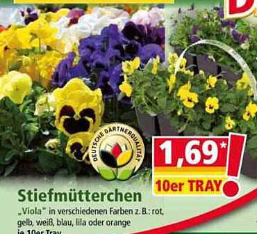 Stiefmutterchen 10er Tray