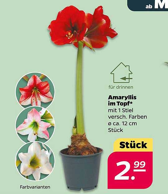Wunderschone Amaryllis Uberwintern Im Topf Fotos