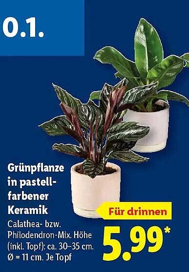 Fabelhafte Lidl Keramik Bertopf Fotosnull