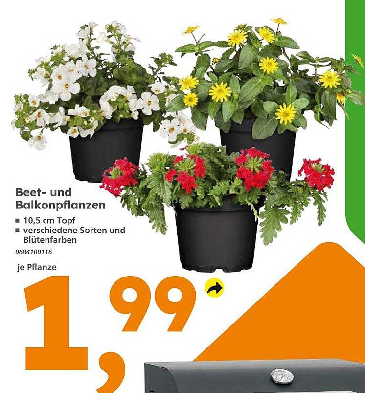Beet Und Balkonpflanzen Koln