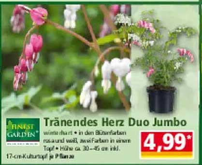 Tranendes Herz Kombinieren