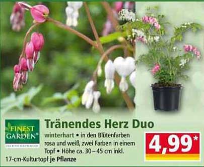 Tranendes Herz Kombinieren