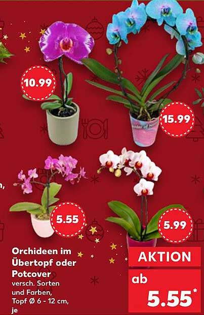 Luxus Orchideen Ubertopf Gro Fotos