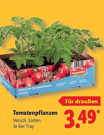 Tomatenpflanzen Kaufen Lidl