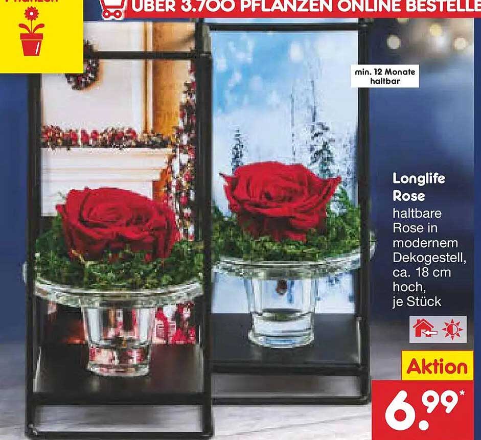 Longlife Rose - Haltbare Rose In Modernem Dekogestell Angebot bei Netto ...
