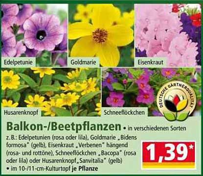 Balkon Und Beetpflanzen Schiefblatt