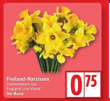 Freiland-Narzissen Angebot bei Edeka - ProspektGuru.de