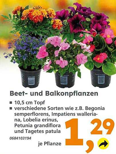 Beet Und Balkonpflanzen Koln