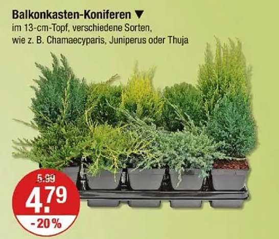 Koniferen Für Den Balkonkasten