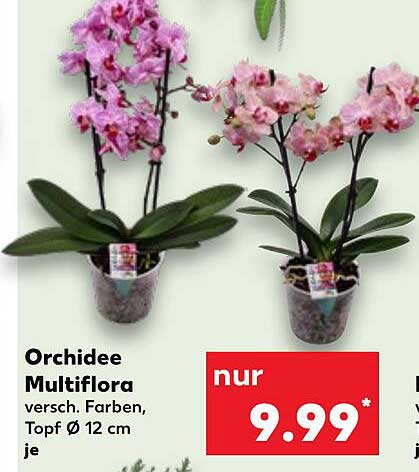 Orchidee Multiflora Angebot bei Kaufland - ProspektGuru.de