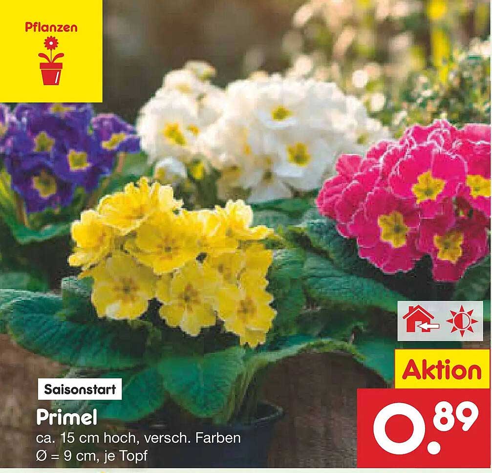 Primel* Versch. Farben, Im 10,5-Cm-Topf, Je Stück Angebot bei Penny ...