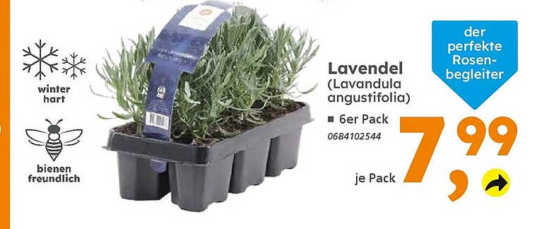 Lavendel (Lavandula Angustifolia) Angebot bei Globus Baumarkt ...