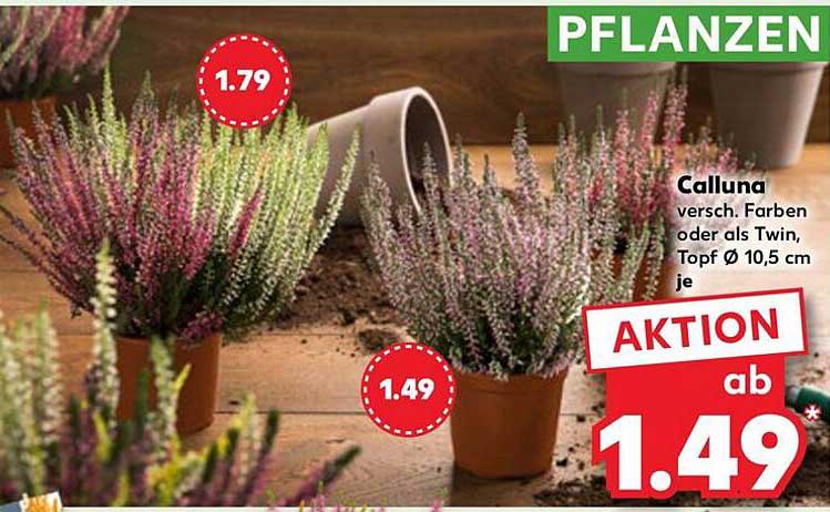Calluna Angebot bei Kaufland - ProspektGuru.de