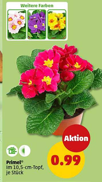 Primel* Angebot bei Penny