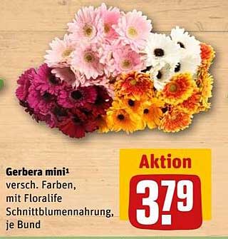 Gerbera Mini Angebot bei REWE Center