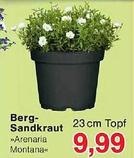 Berg-Sandkraut »Armeria Montana« 23 Cm Topf Angebot bei Jawoll ...
