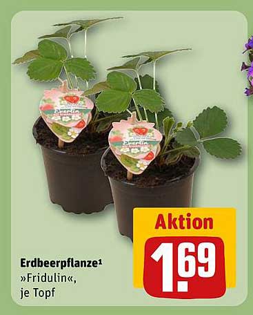 Erdbeerpflanze »Fridulin«, Je Topf Angebot bei REWE Center ...