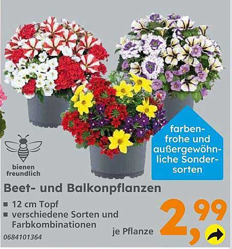 Beet Und Balkonpflanzen Koln