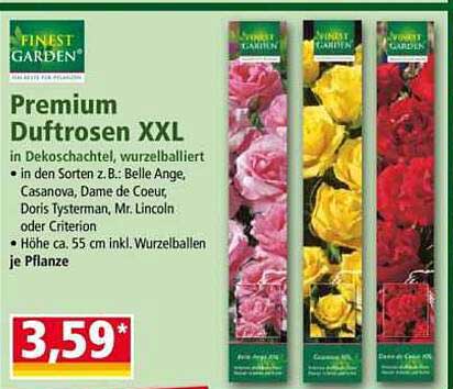Premium Duftrosen Xxl In Dekoschachtel, Wurzelballiert In Den Sorten Z ...
