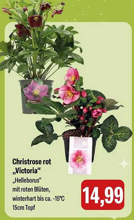 Christrose Rot „Victoria“ – Helleborus Mit Roten Blüten Angebot bei ...