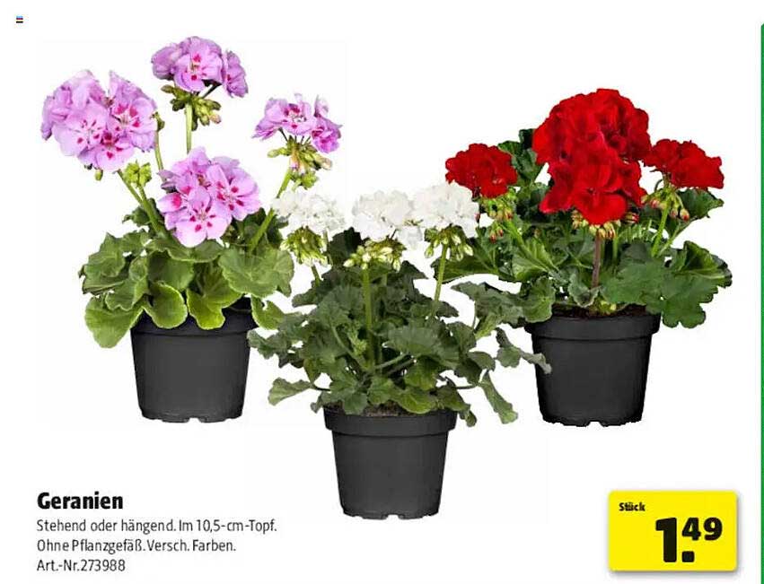 Wann Kommen Geranien Bei Aldi